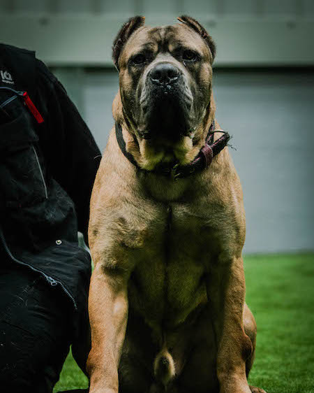 Ranger | Trident Elite Protection Dogs