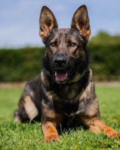 Trident Elite Protection Dogs | Dogs for peace of mind