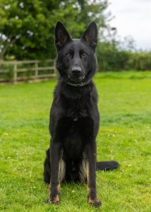 Ike - German Shepherd Protection Dog | Trident Elite K9 Dogs